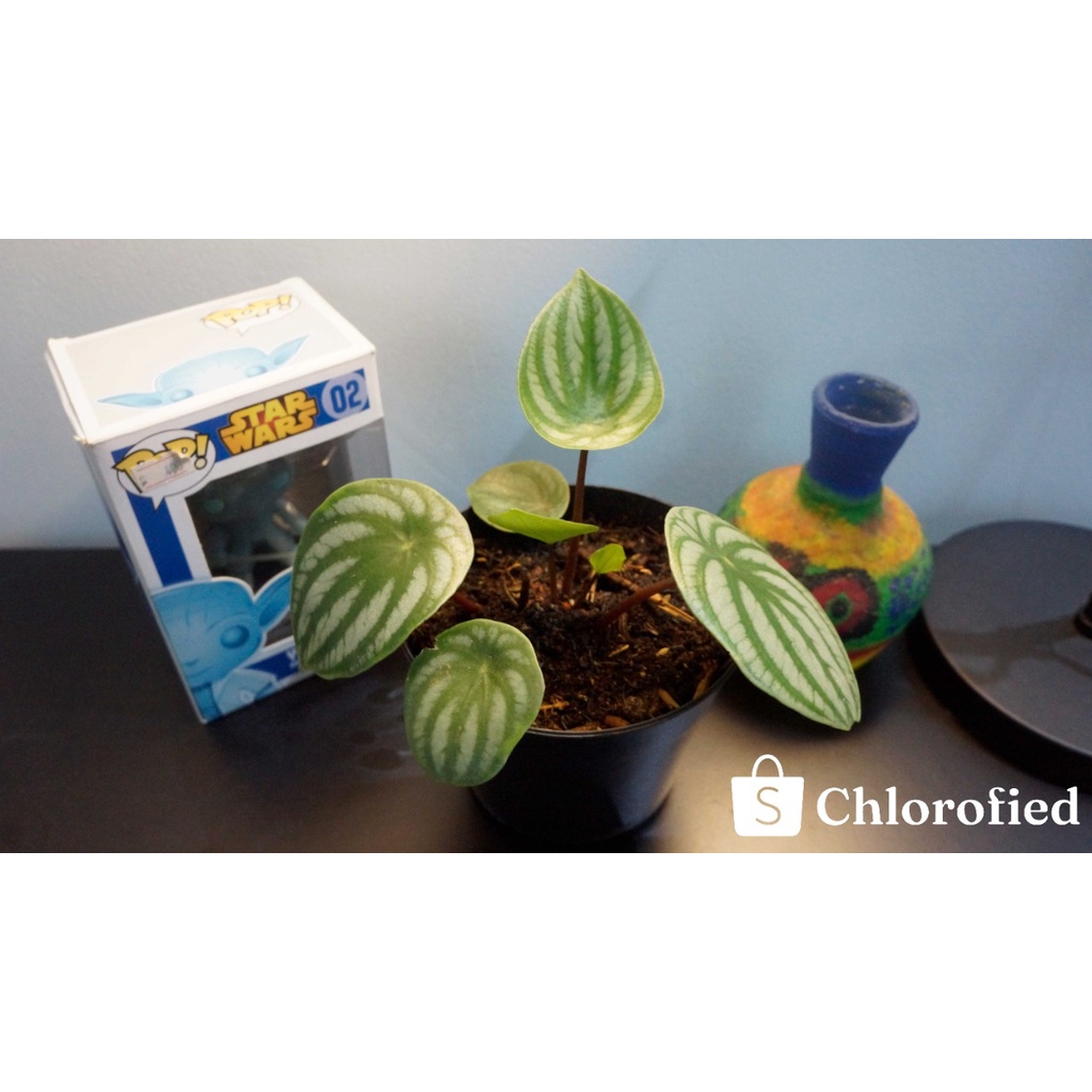 Jual Tanaman Hias Daun Melon (Peperomia Watermelon) | Shopee Indonesia