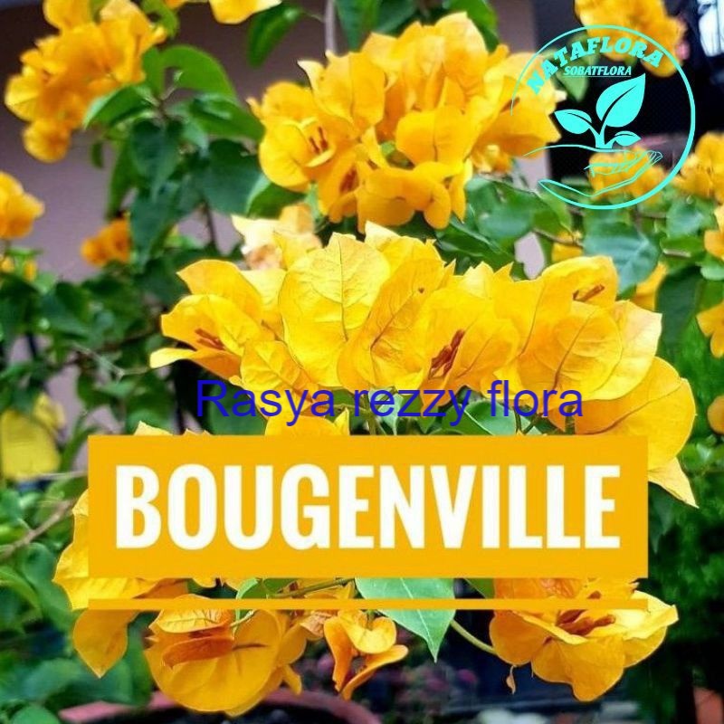 Jual TERBARU!!TANAMAN HIAS BUGENVIL YELLOW//BOUGENVILLE KUNING | Shopee ...