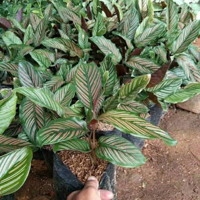 Jual pohon calathea ornata - tanaman hias calathea ornata pin strip ...