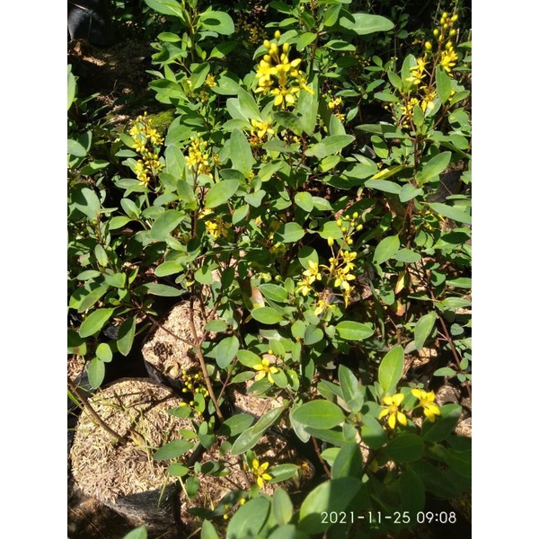 Jual bunga hujan mas dewasa udah berbunga , berbunga tanpa mengenal ...