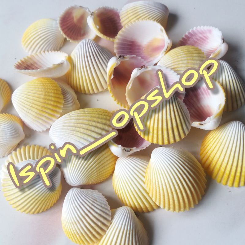 Jual KERANG DARA KUNING ( yellow clam shell ) PER 100gr | Shopee Indonesia