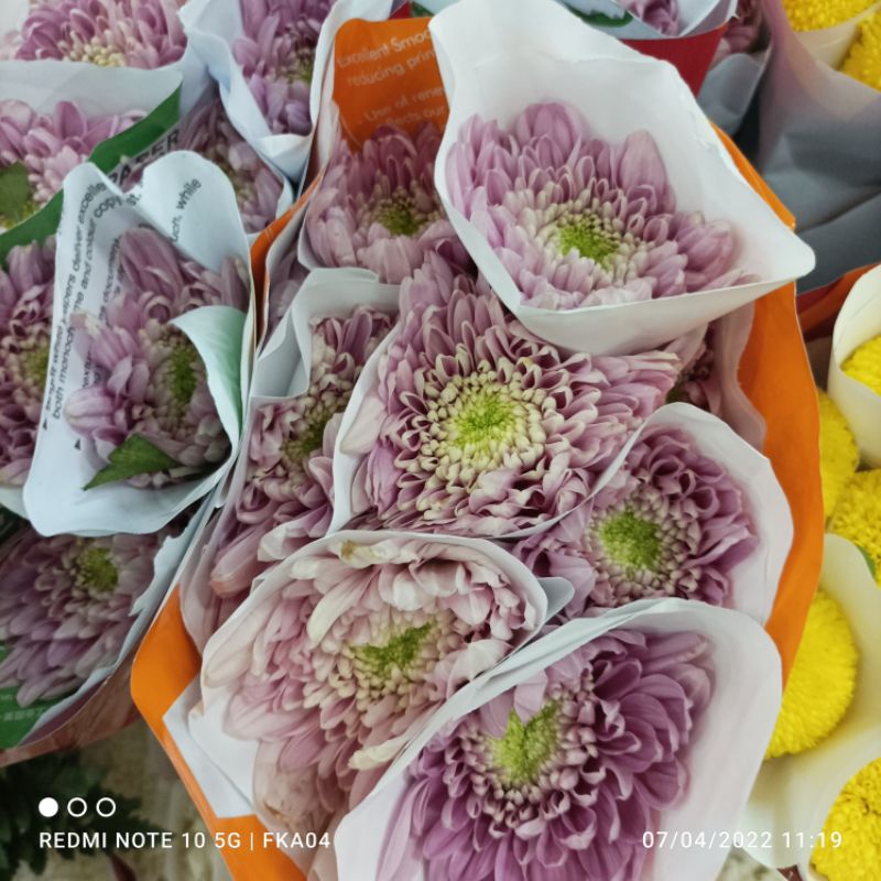 Jual Bunga Krisan Segar (Bunga Potong Segar Jakarta) | Shopee Indonesia