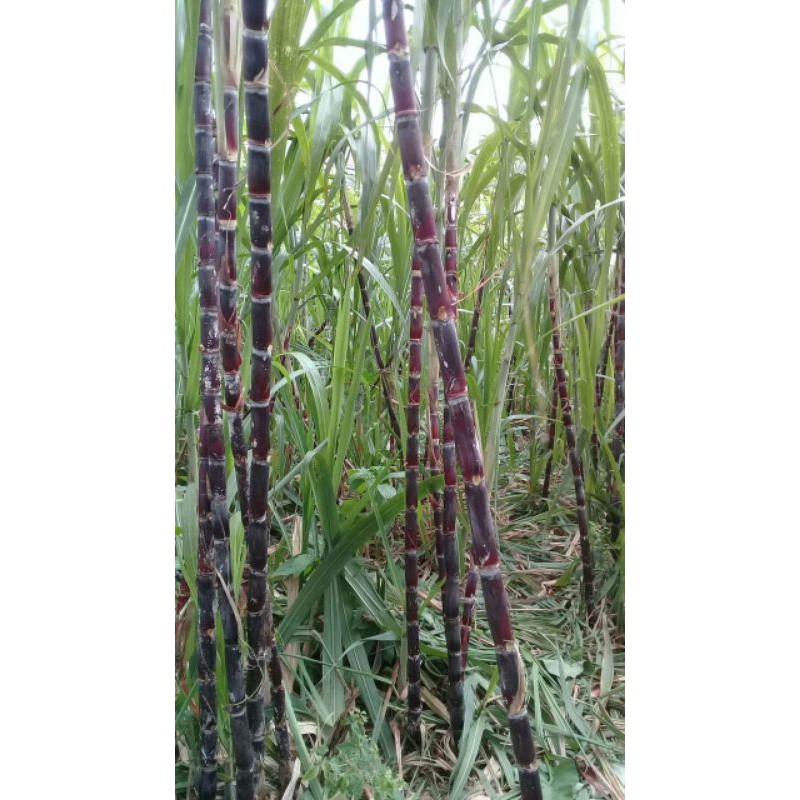Jual jual batang tebu merah per 1,kg | Shopee Indonesia