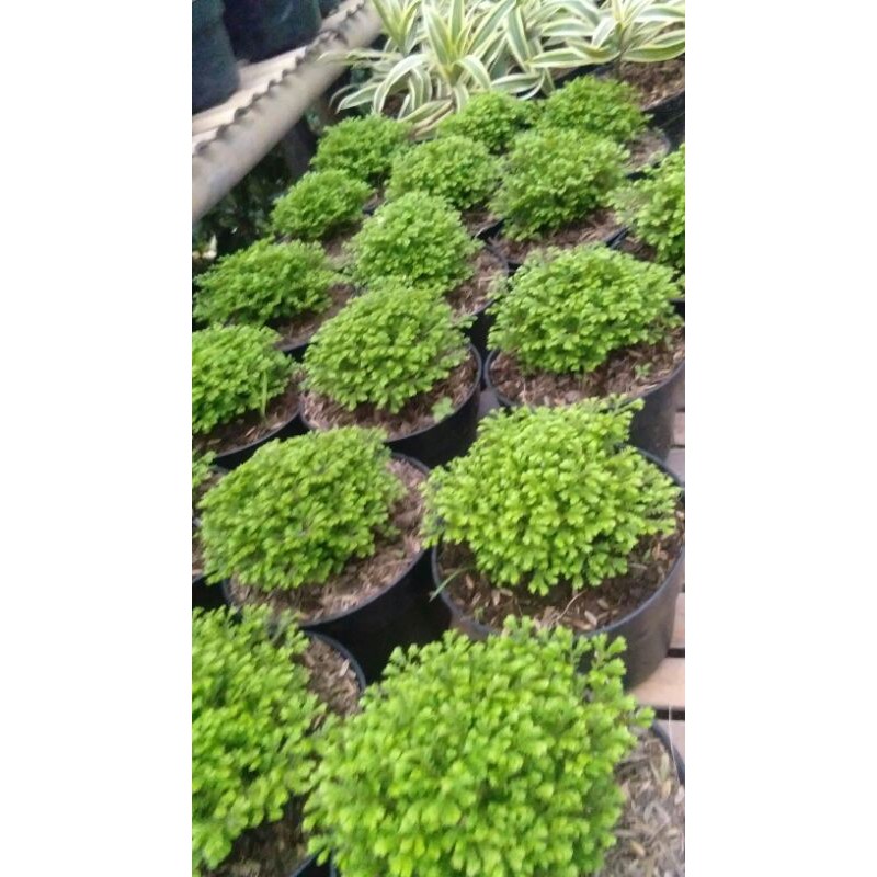 Jual Lumut papua | Shopee Indonesia