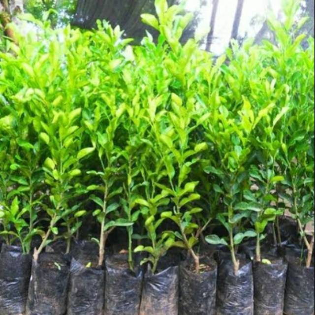 Jual Tanaman pohon buah limo | Shopee Indonesia