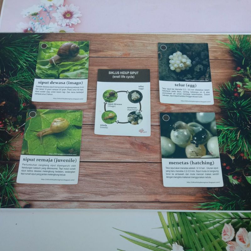 Jual Kartu Edukasi Siklus Hidup Hewan Siput | Shopee Indonesia Jual Kartu Edukasi Siklus Hidup Hewan Siput | Shopee Indonesia