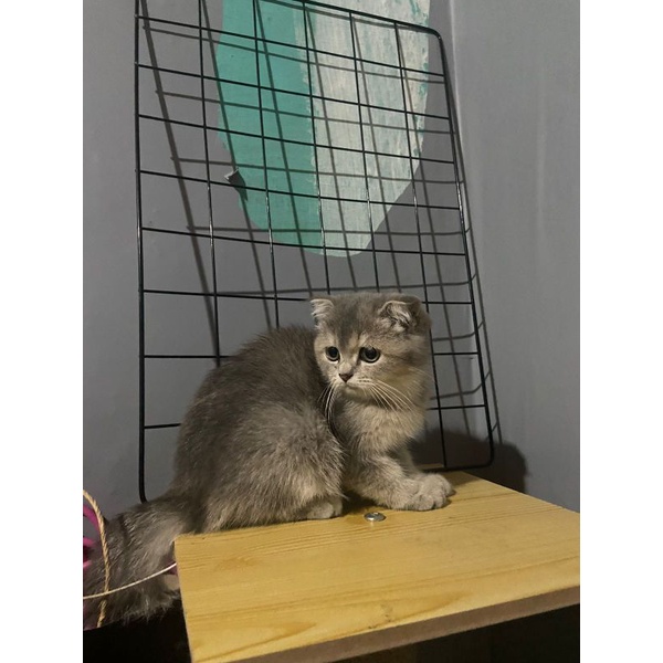 Jual KUCING KITTEN SCOTTISH FOLD GOLDEN BLUE || SF || BSH || BRITISH ...