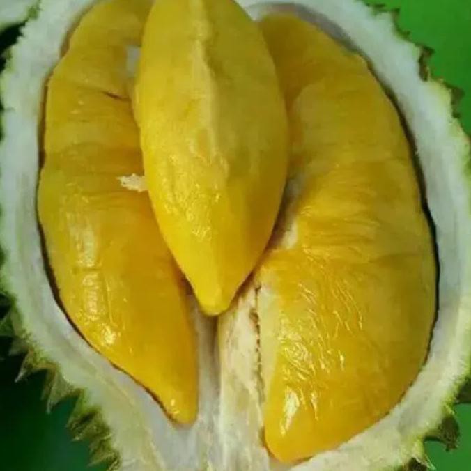 Jual Product 4 Durian Musang King Mk Dan Monthong Oren Josh | Shopee ...