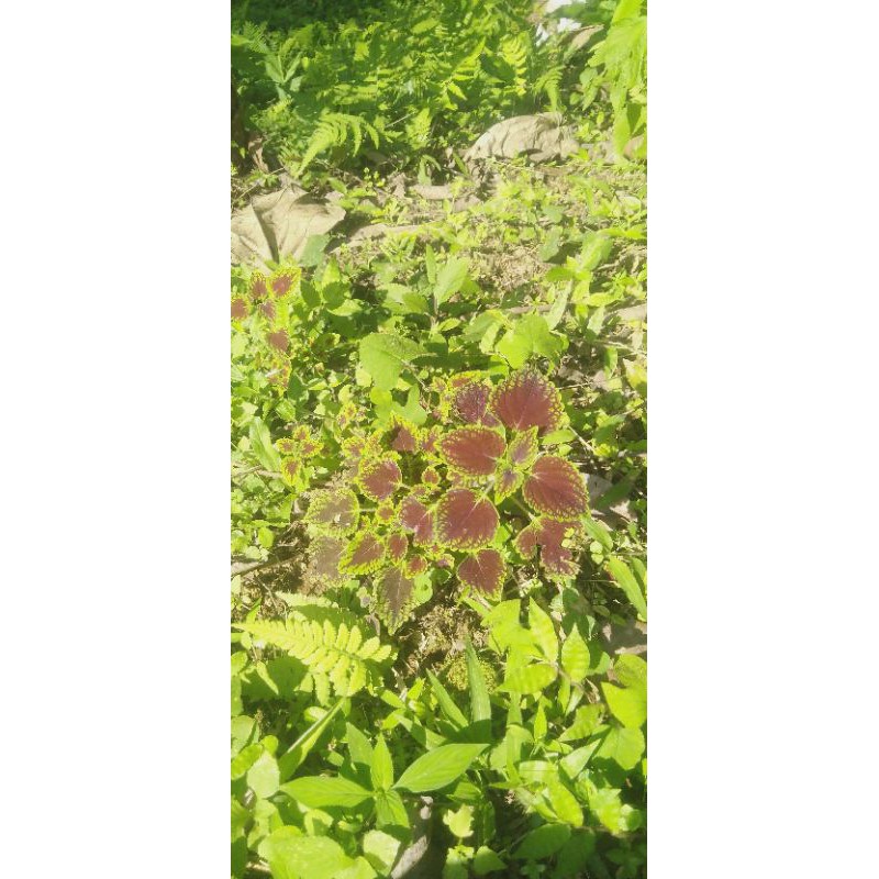 Jual tanaman iler/ jawer kotok hias | Shopee Indonesia