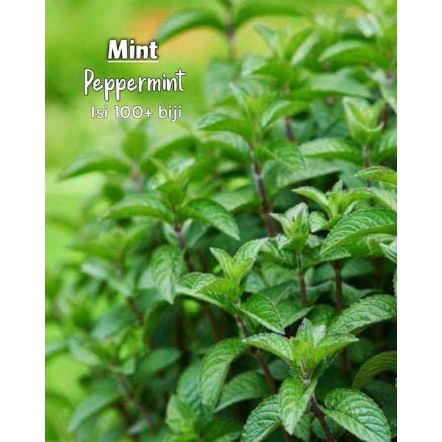 Jual Herb Mint Peppermint ( Mentha x Piperita) benih biji | Shopee ...