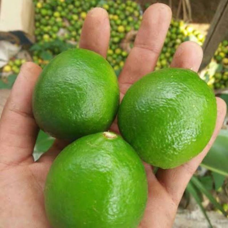 Jual jeruk pecel , jeruk nipis, jeruk minuman fress baru petik | Shopee ...