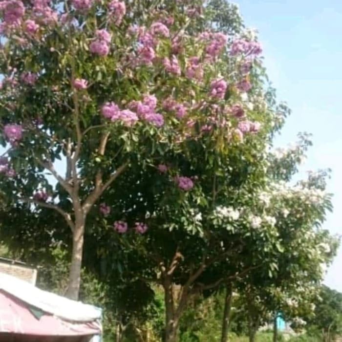 Jual new!! tanaman hias tabebuya bunga pink tinggi 3 meter siap ...