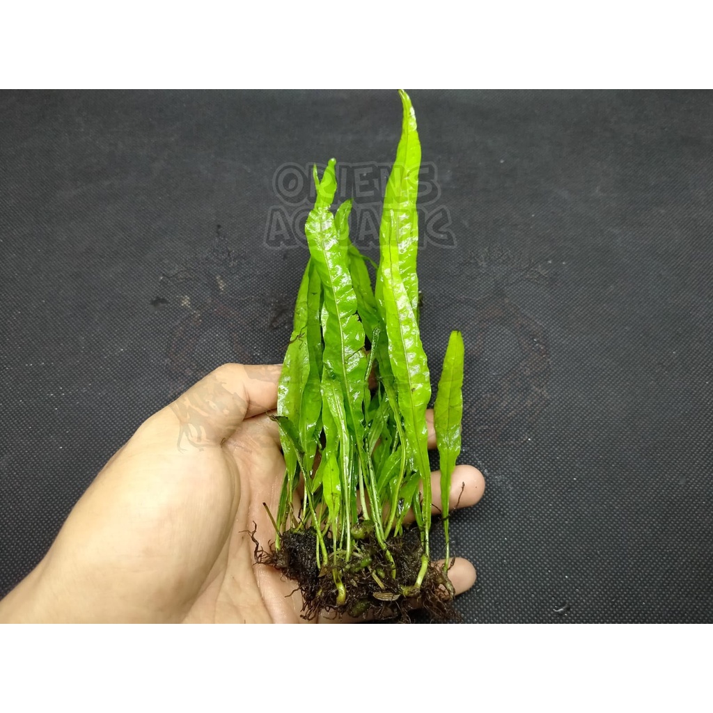 Jual Tanaman Aquascape - Kadaka Java Fern "Narrow" | Shopee Indonesia