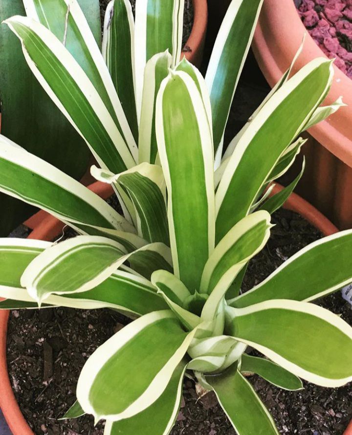 Jual tanaman hias bromelias putih- tanaman bromelia varigata - tanaman ...