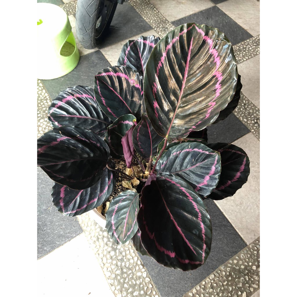 Jual tanaman hias bunga calathea berbagai macam siap tanam murah ...