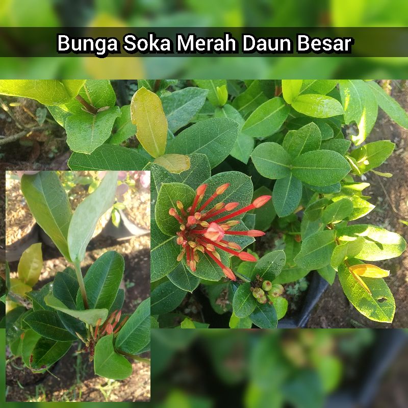 Jual Tanaman Hias Bunga Asoka Merah, Putih, Pink, Orange & Kuning ...