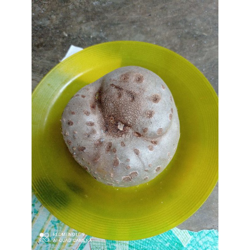 Jual Jual kentang gantung kentang udara fer 1kg | Shopee Indonesia