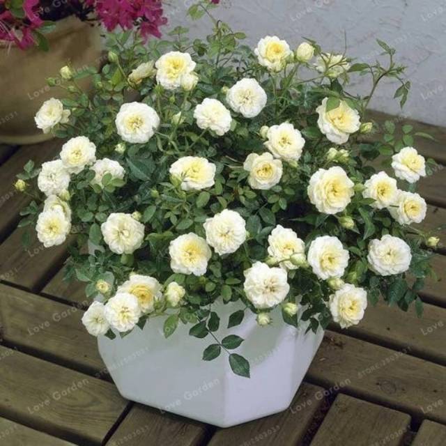 Jual Biji Bunga White Mini Rose Seeds Mawar Mini Putih (Isi 10 biji ...