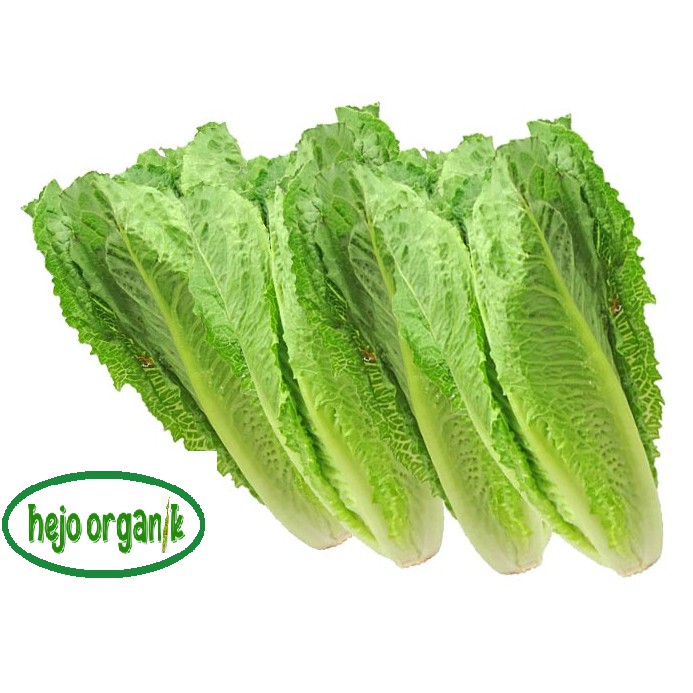 Jual SELADA COS ROMEN ROMAINE LETTUCE FRESH SALAD SAYUR ORGANIK BANDUNG BEBAS PESTISIDA FREE GMO ...