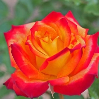 Jual lidah api Harga Terbaik & Termurah Oktober 2024 | Shopee Indonesia