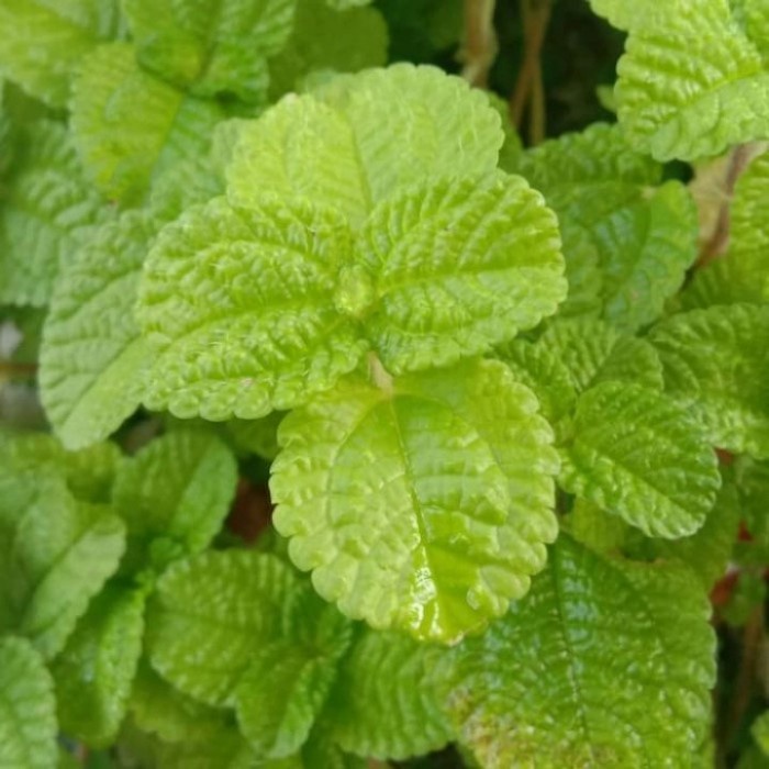 Jual Pohon Mint Tanaman Herbal Papermint / Pohon Daun Mint | Shopee ...