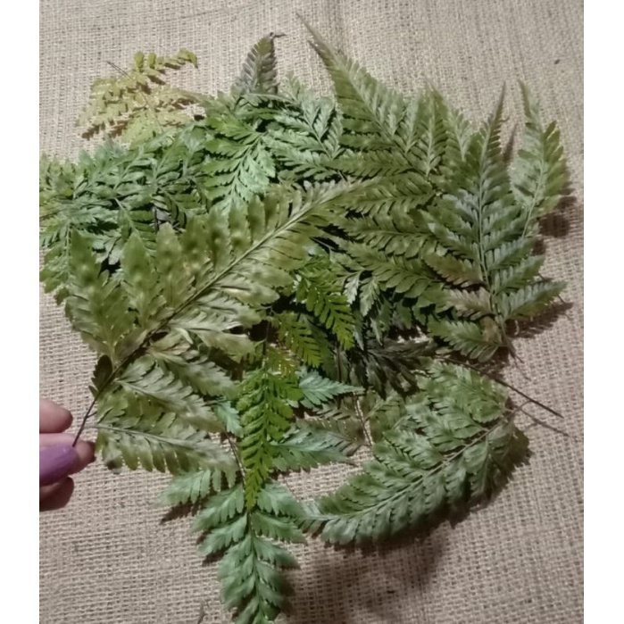 Jual Daun Pakis Kering/ Dried Pakis Natural (Per Helai) | Shopee Indonesia