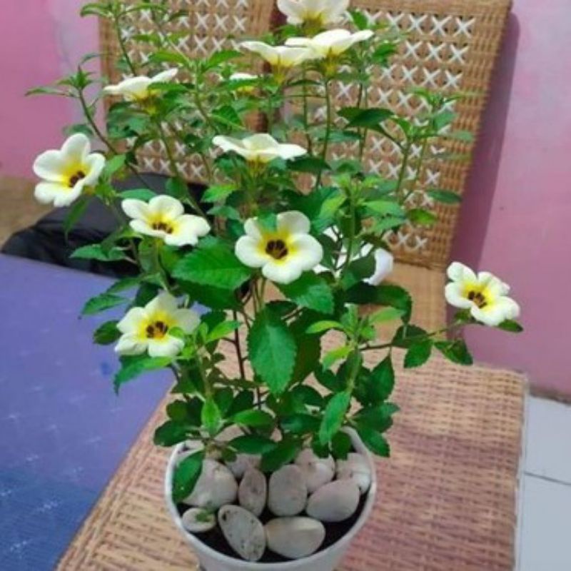 Jual Tanaman hias bunga pukul 8 tunera bunga yolanda | Shopee Indonesia