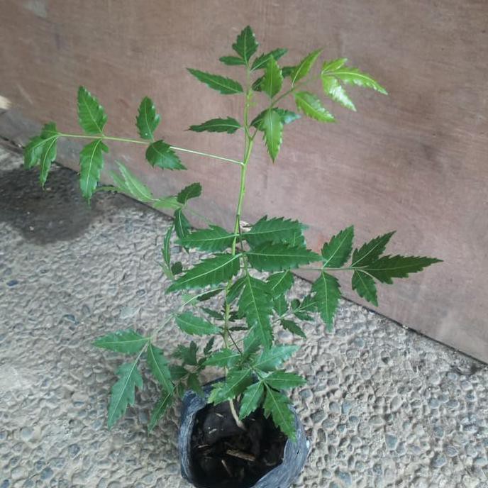 Jual Cl3N Bibit Pohon Mimba Tanaman Peneduh Azadirachta Indica | Shopee ...