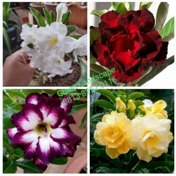Jual Paket 4 Tanaman Pohon Adenium Bunga Tumpuk Pohon Kamboja Jepang