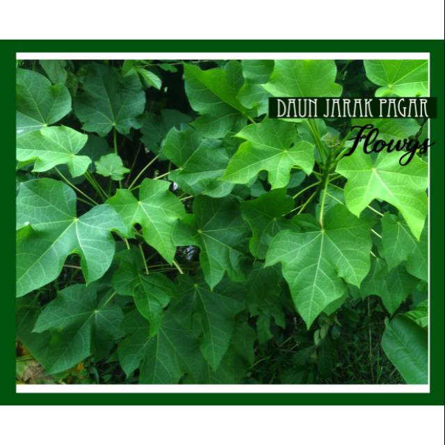 Jual Daun Segar Jarak Pagar 100gram | Shopee Indonesia