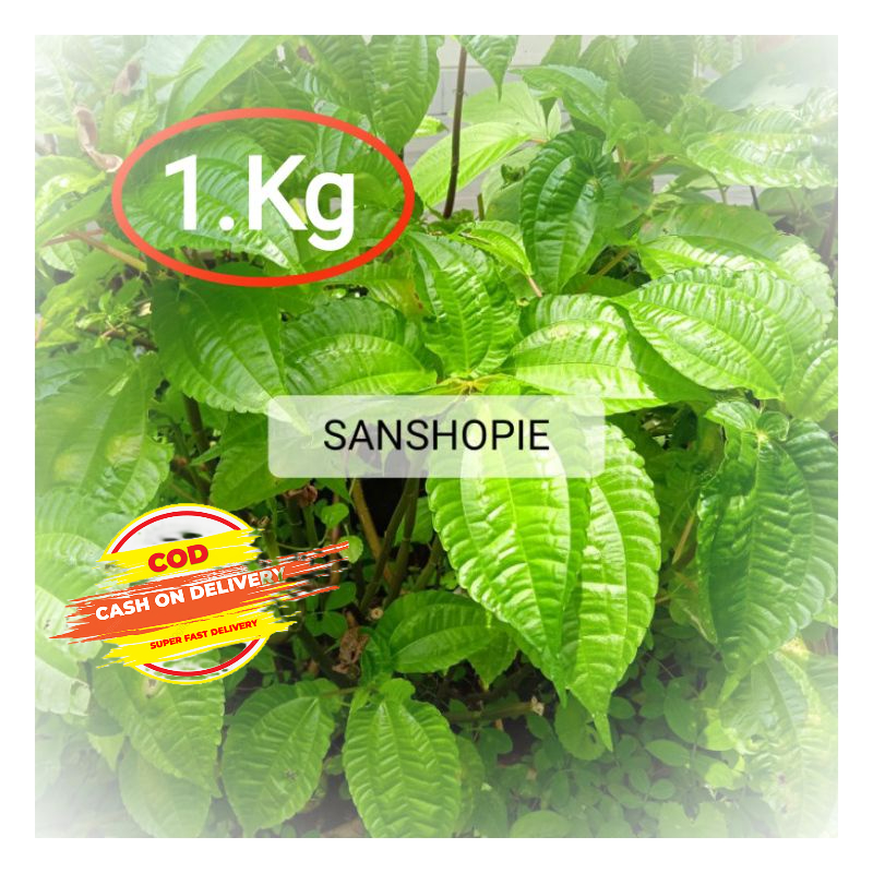 Jual Sayuran Lalapan Daun Pohpohan poh pohan Segar 1 kg | Shopee Indonesia