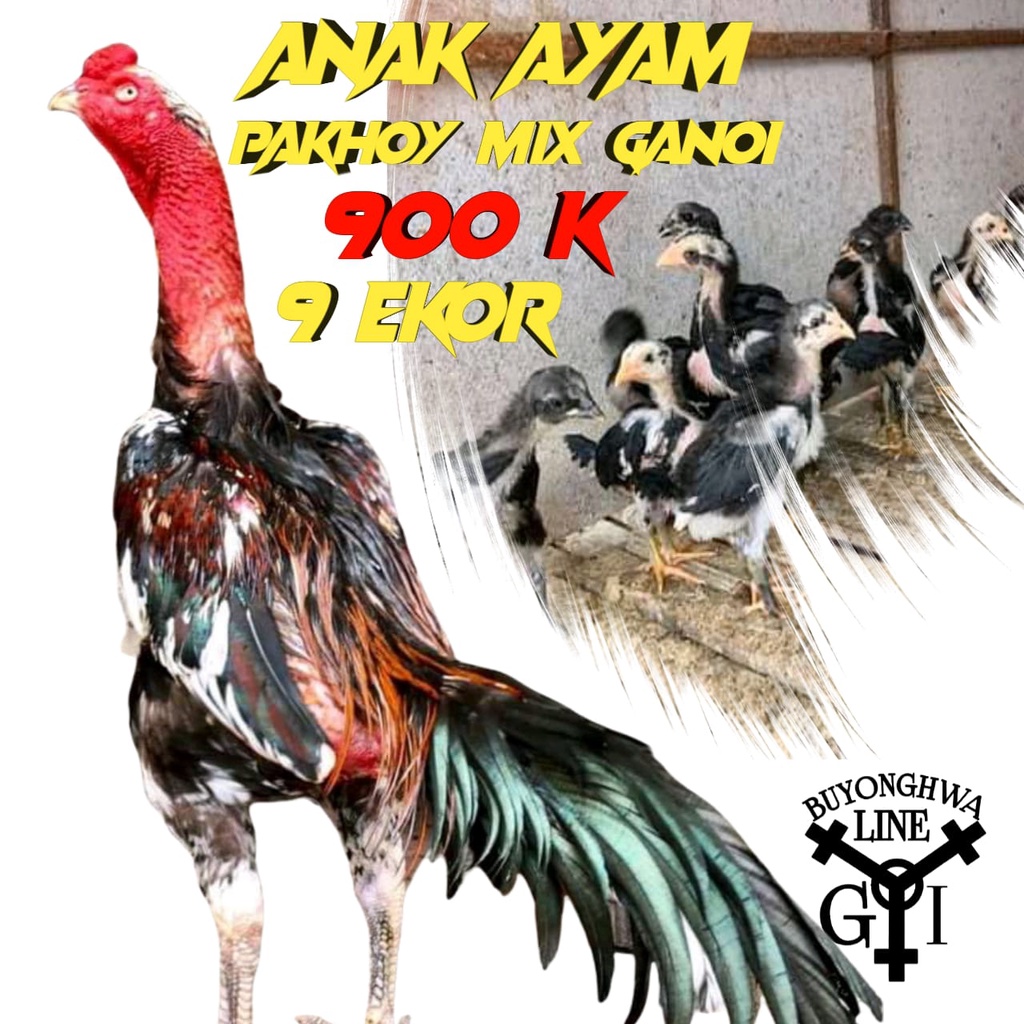 Jual anak ayam pakhoy asli mix ganoi line 9 ekor usia 3 minggu | Shopee ...