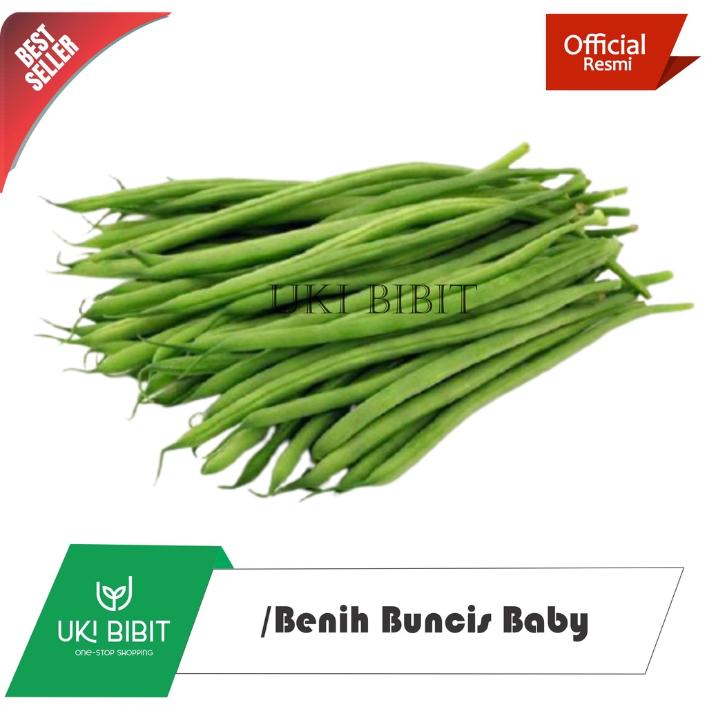 Jual ( 500 Butir ) Benih Buncis Kenya | Buncis Baby | Baby Bean Seeds ...