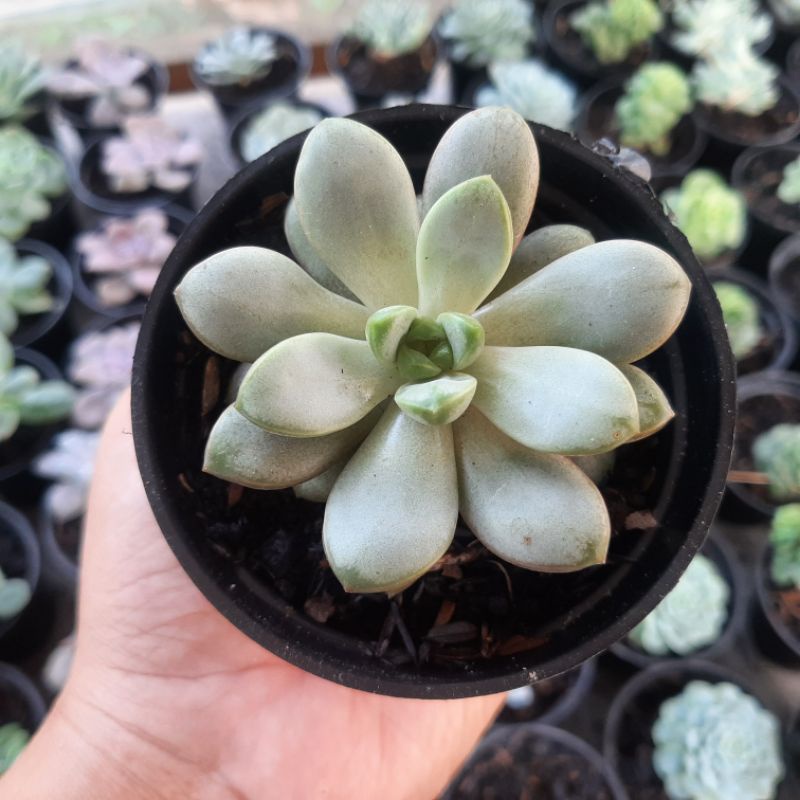 Jual Sukulen Bebas Pilih Jenis Kaktus Sukulen Mini Tanaman Hias Hidup ...