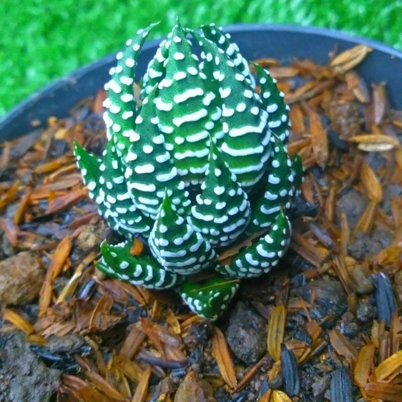 Jual KAKTUS SUKULEN HAWORTHIA ZEBRA DAN PERKUTUT | Shopee Indonesia