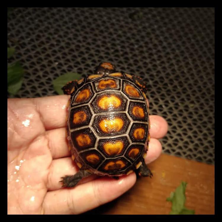 Jual Boombastis Kura Cherryhead Tortoise - Cherry Head - Bukan Sulcata ...