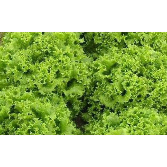 Jual Dapatkan 200 Benih Selada Hijau Keriting Fion Green Bibit Sayuran ...