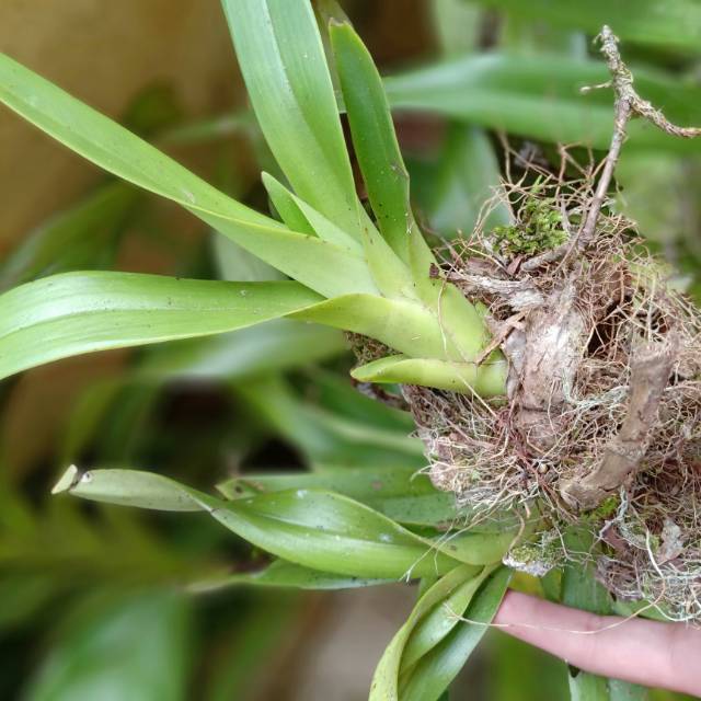 Jual Anggrek eria iridifolia | Shopee Indonesia