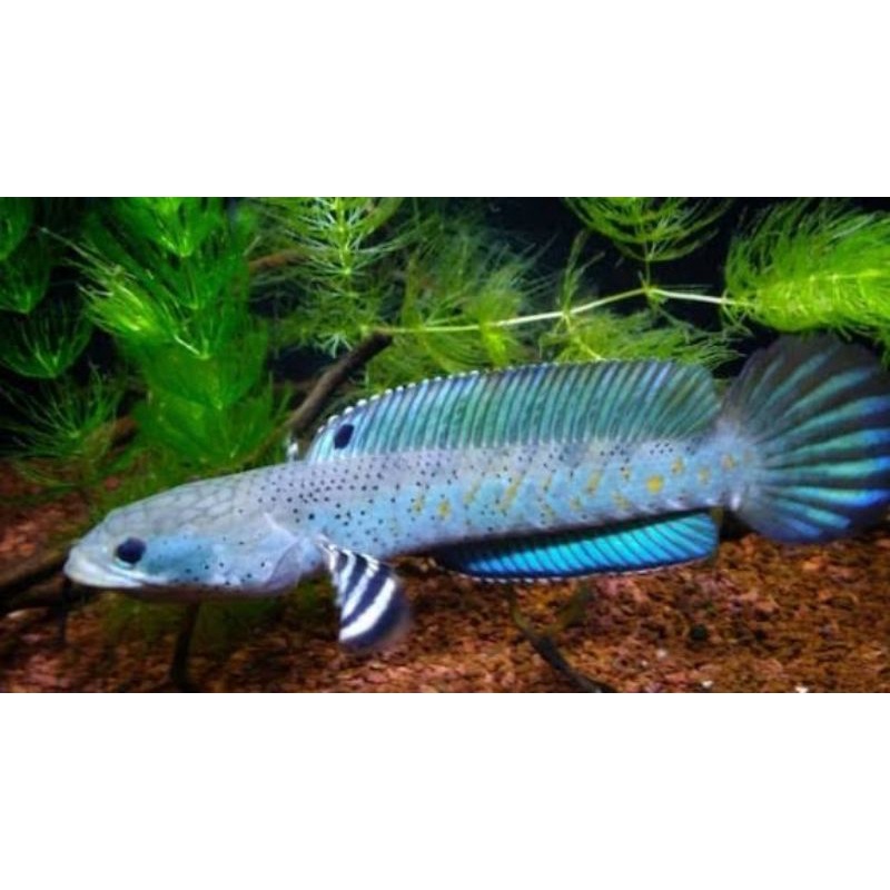 Jual Blue Pulcra 6-8cm Yellow Spot Melimpah | Shopee Indonesia