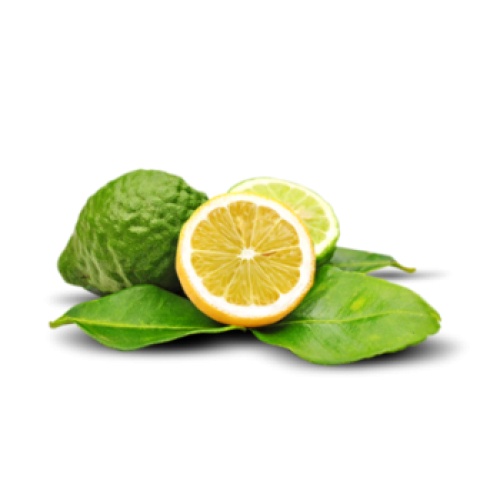 Jual Sample 3 Ml Bergamot Oil Minyak Jeruk Bergamia Bergamot