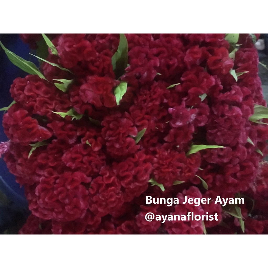 Jual Bunga Jeger Ayam Asli Fresh Segar sangat cocok untuk Acara per 5 ...