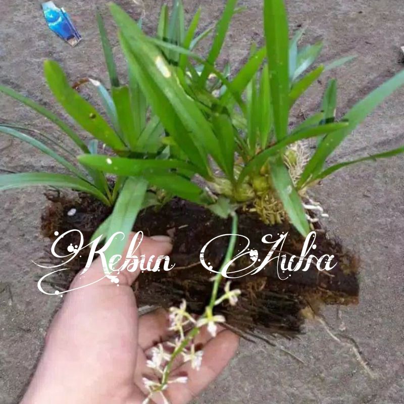 Jual Anggrek Hutan Mini Langka | Shopee Indonesia