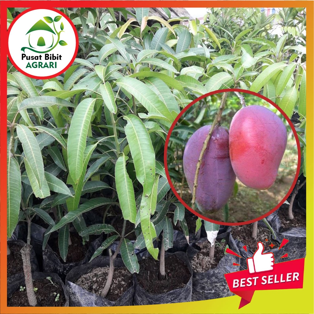 Jual Bibit Mangga Irwin Asli Tanaman Buah Hasil Okulasi Super Unggul ...