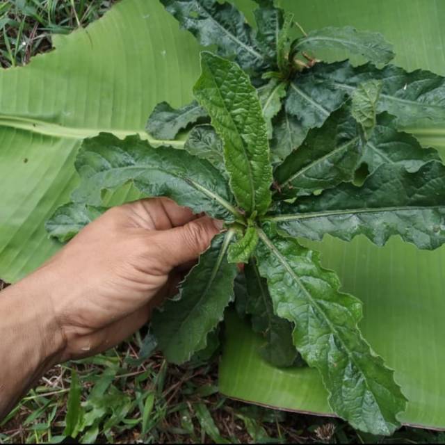 Jual jual Daun tapak liman 1 kg atau Elephantopus scaber segar | Shopee ...
