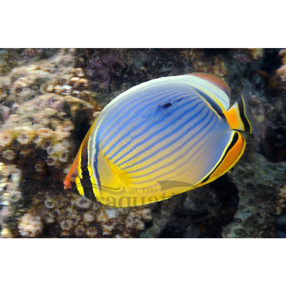 Jual (INSTANT BANDUNG) IKAN HIAR AIR LAUT KEPE ROTI MELON BUTTERFLYFISH ...