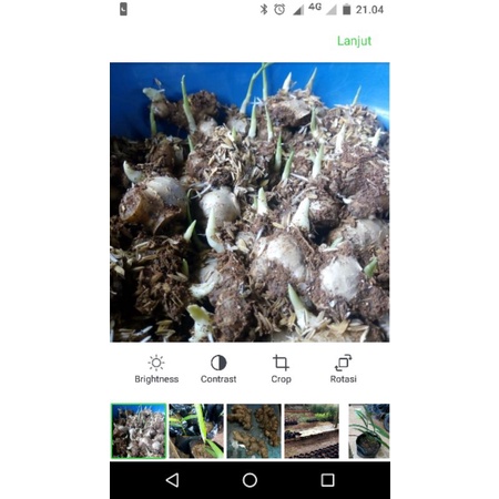 Jual Benih Jahe Gajah & Jahe Merah (Bibit Jahe) | Shopee Indonesia