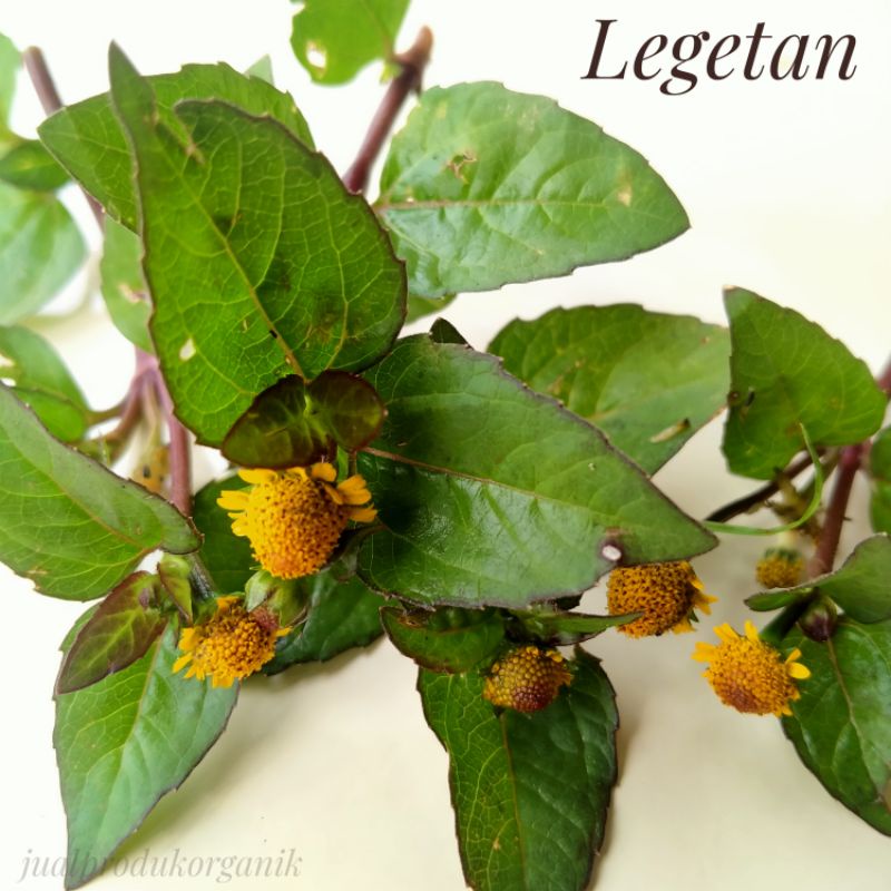 Jual Sayur Legetan Fresh Tanaman Sakit Gigi Bunga Aster Listrik ...