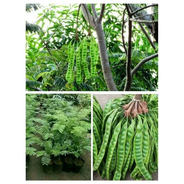 Jual pohon petai jenis padi tinggi 2 meter / pohon pete jenis padi ...