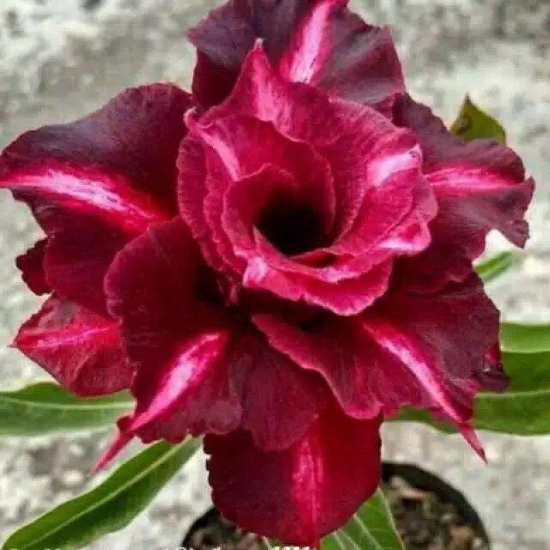 Jual Bibit tanaman hias kamboja adenium ( triple ) | Shopee Indonesia