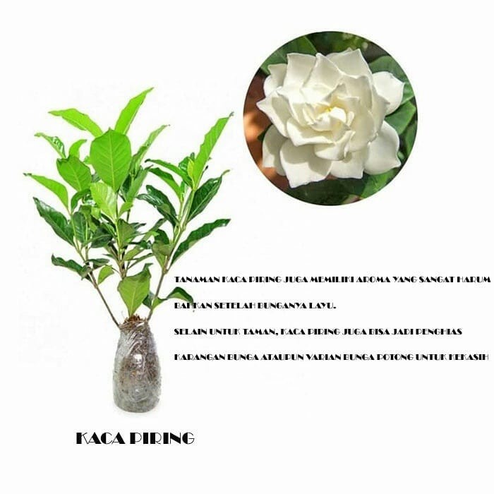 Jual Bunga Kaca Piring Tanaman Hias Bunga Kaca Piring Wangi Semerbak ...